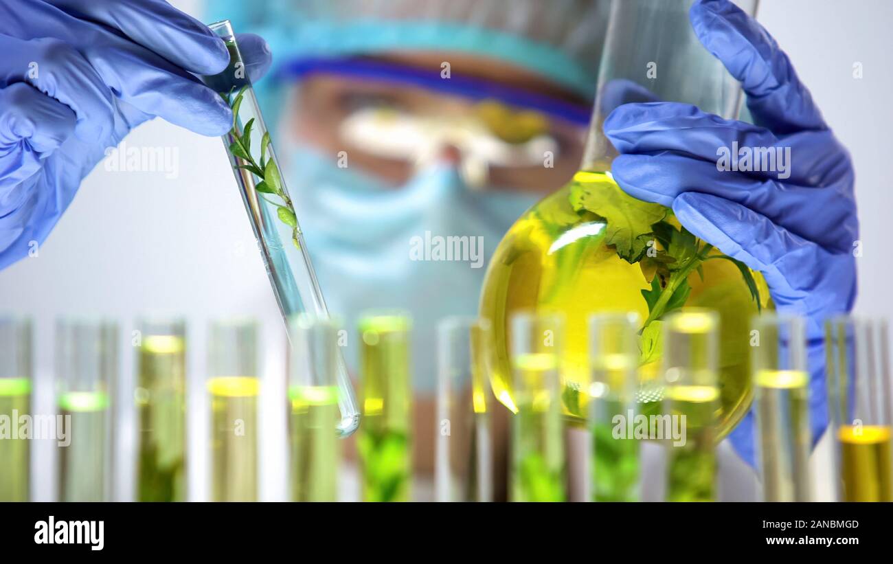 Researcher comparing plants in test tube and flask, genetic breeding ...
