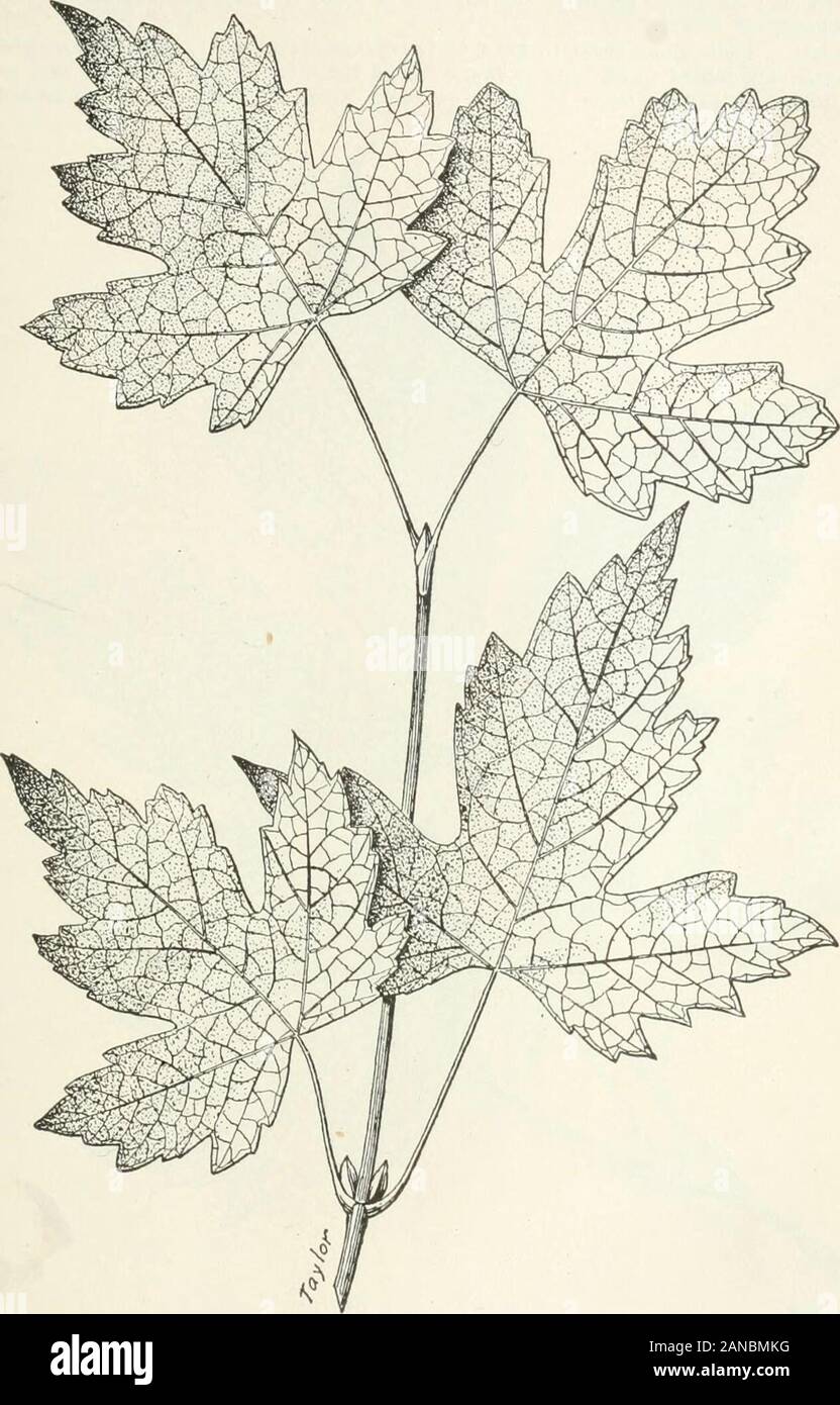 3 lobed leaves hi-res stock photography and images - Alamy