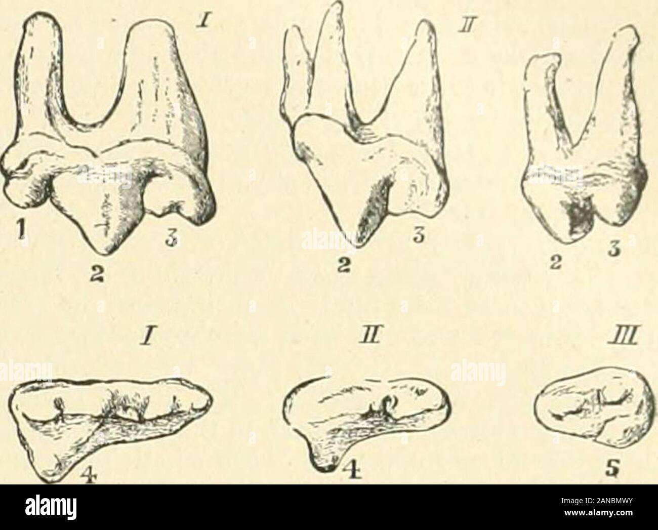 Carnassial tooth hi-res stock photography and images - Alamy