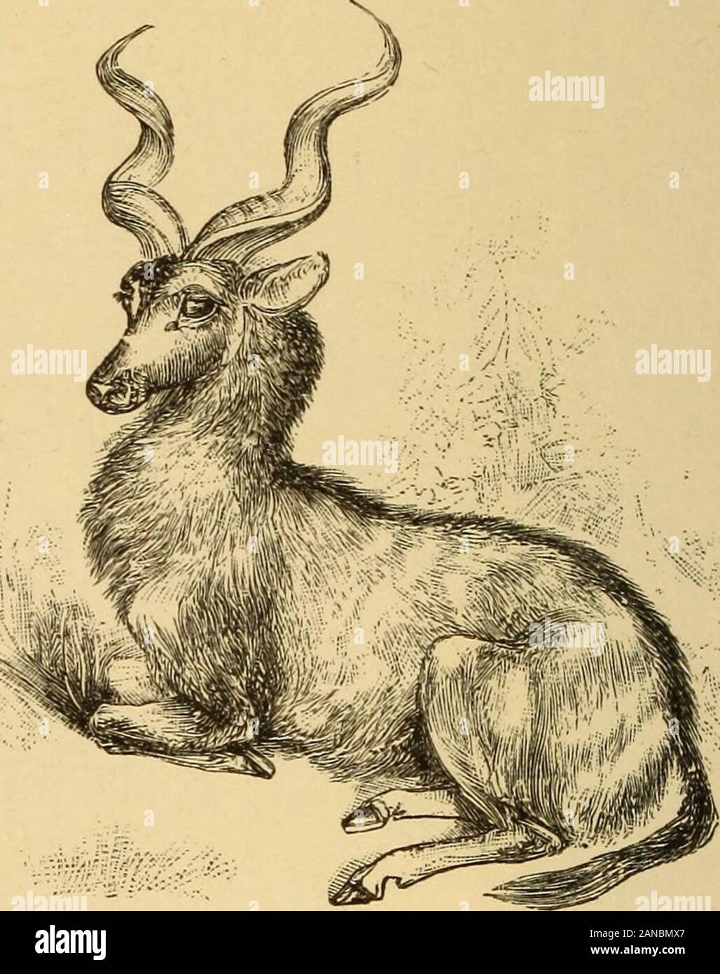 Split toes hi-res stock photography and images - Alamy