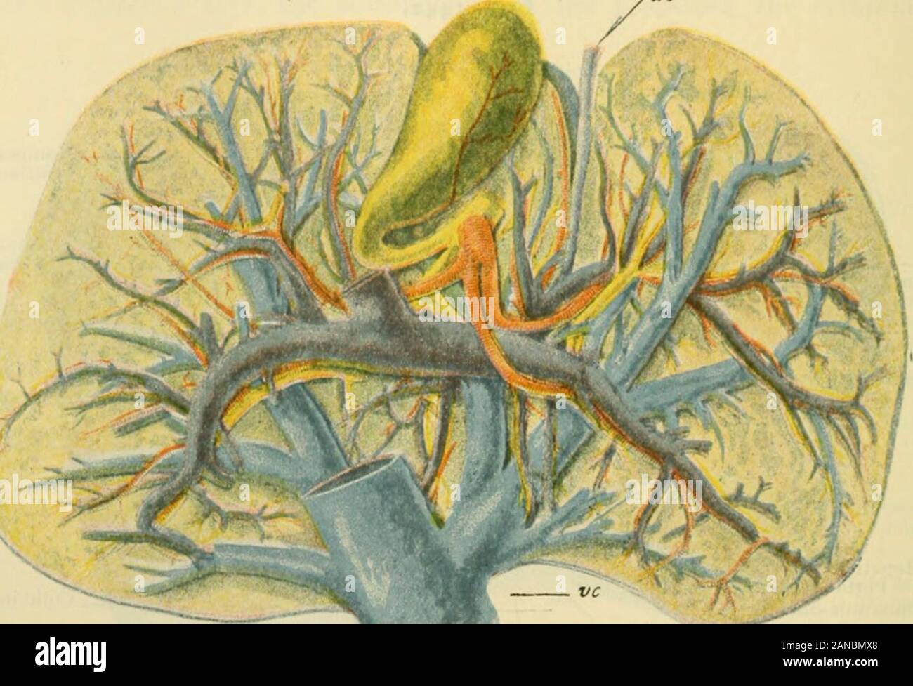 Quadrate lobe hi-res stock photography and images - Alamy