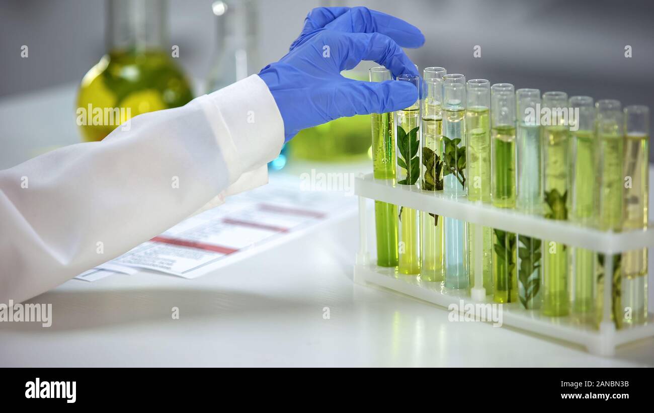Biologist taking tube with plant in preservation liquid, influence on ...