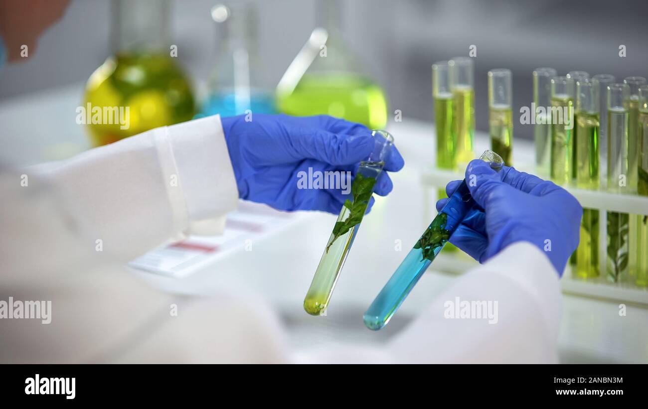 Biochemist comparing plants in tubes with green and blue liquids ...