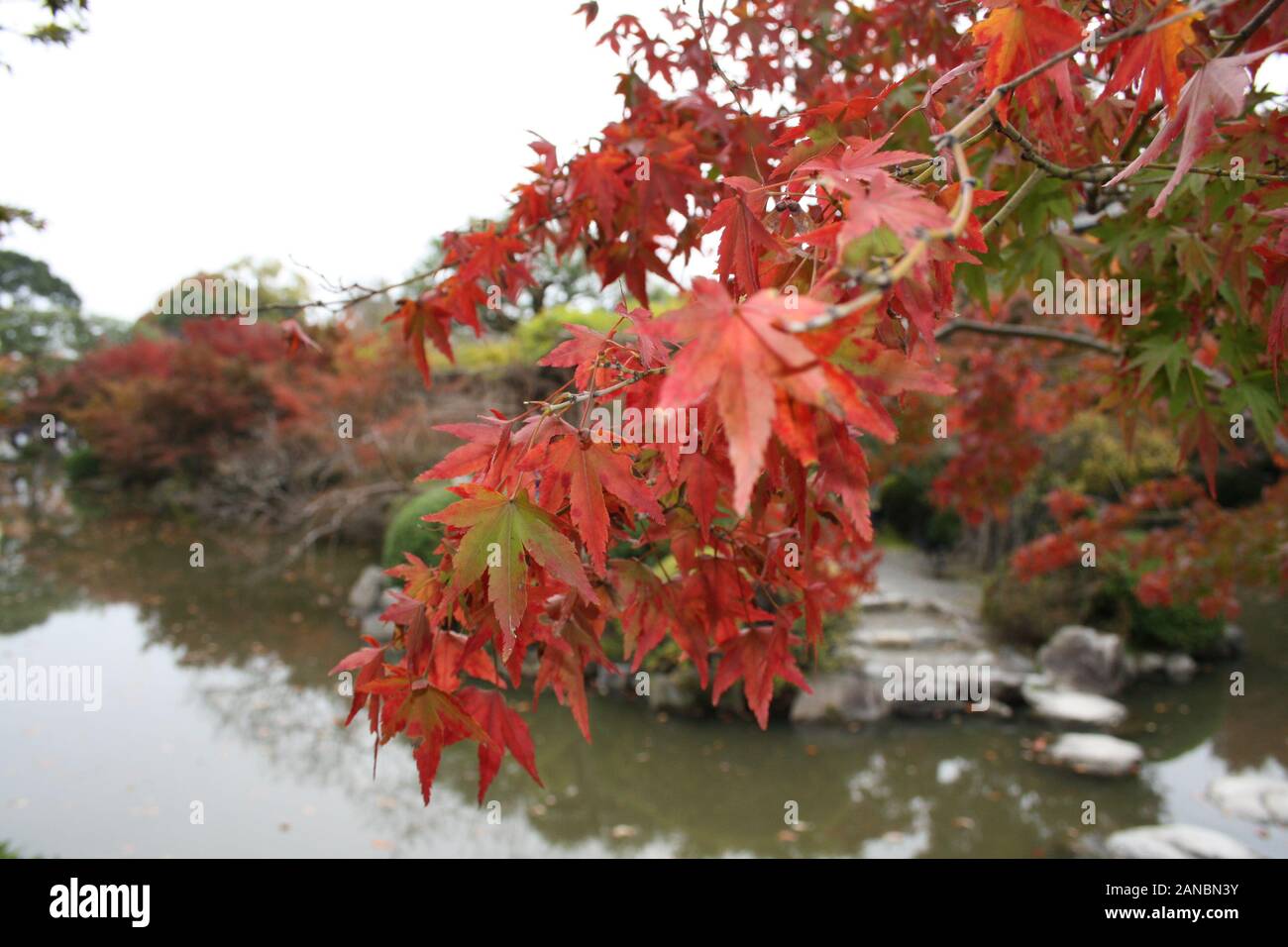 close-up of leaves on a Japanese maple tree beside a pond inside Toji ...