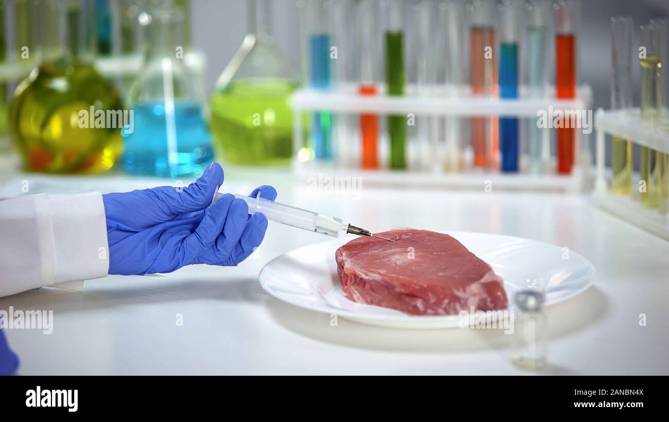 Lab worker injecting medication into meat sample, african swine flu ...