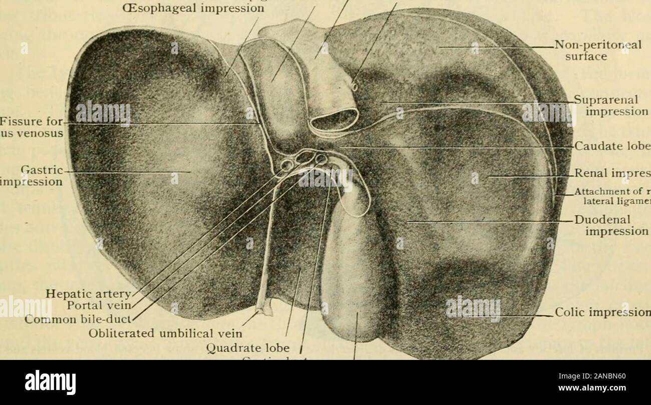 Liver Anatomy Posterior