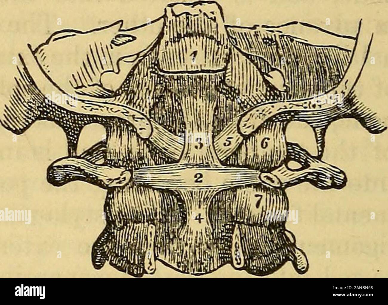 Occiput anterior hi-res stock photography and images - Alamy