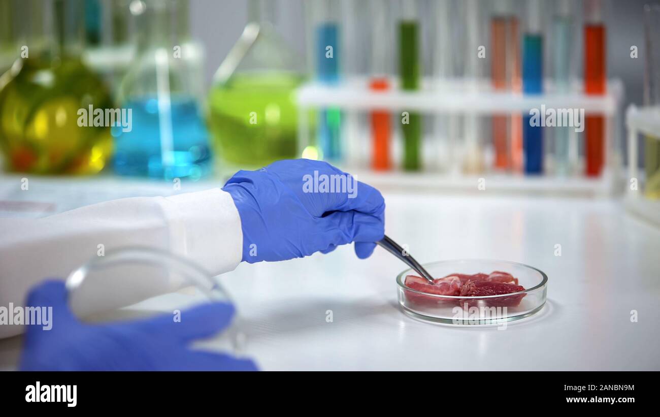 Laboratory worker taking meat sample with forceps, product quality ...