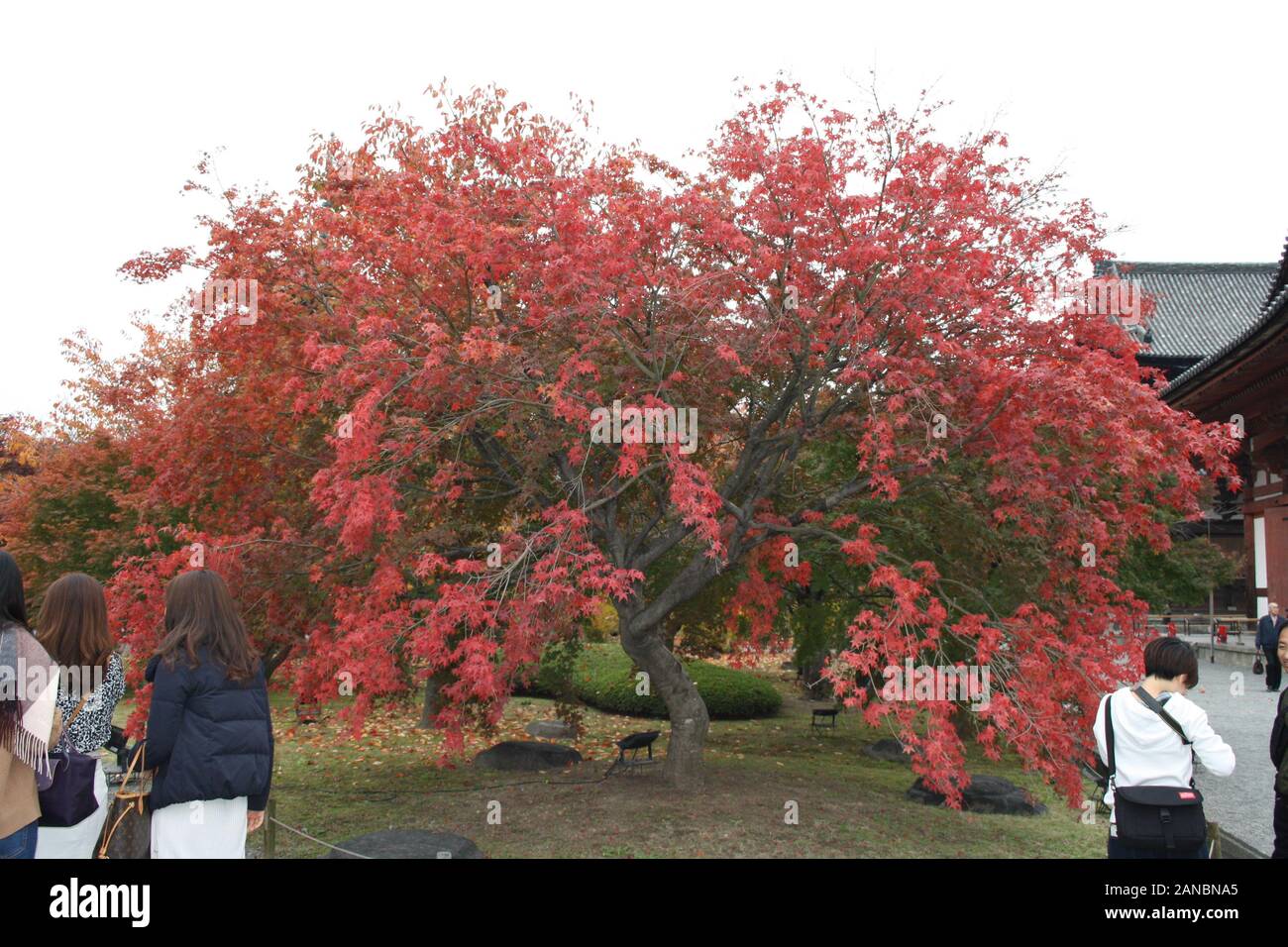 Japanese maple tree in the gardens of the Toji Temple, Kyoto, Japan ...