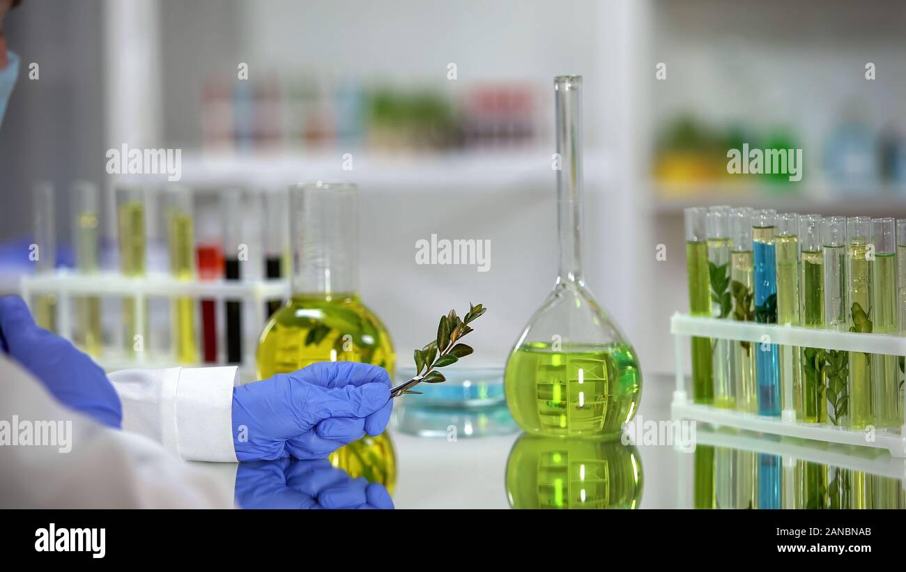Biology lab worker examining plant from tube with liquid, organic ...