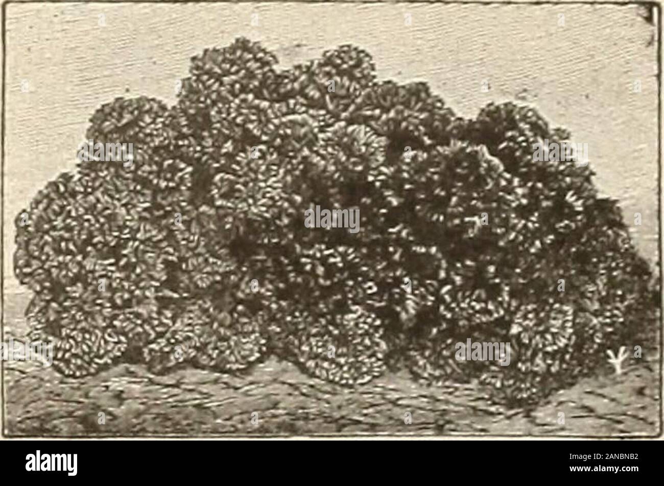 Giant cracker hi-res stock photography and images - Alamy