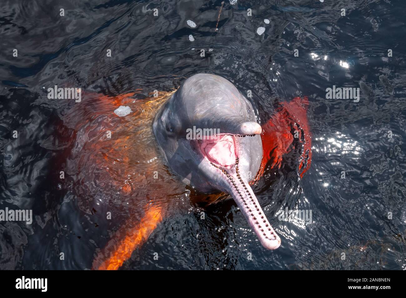 Red Boto or Boto color of Rosa, tourist attraction located in the city ...