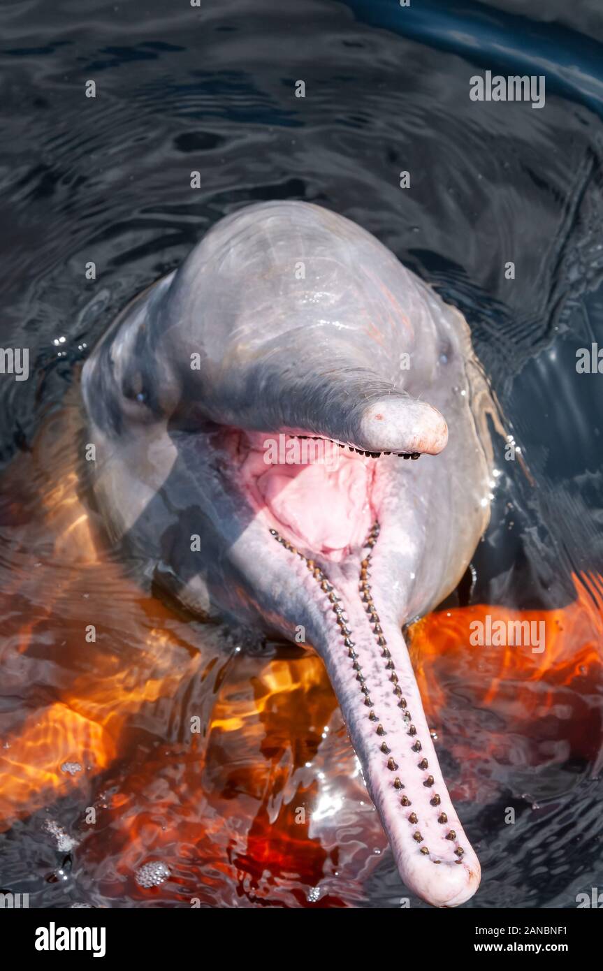 Boto cor de rosa hi-res stock photography and images - Alamy