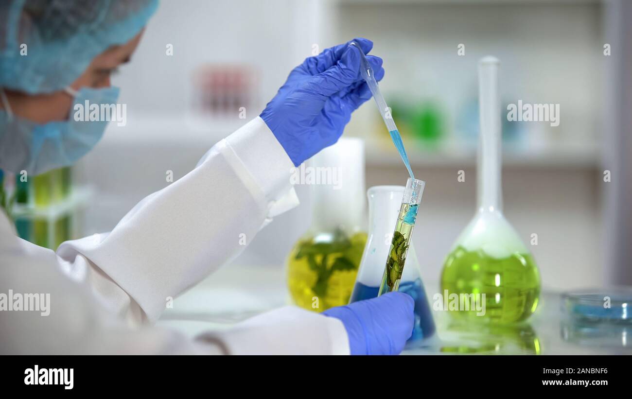 Researcher pouring blue liquid in tube with organic plant extract ...