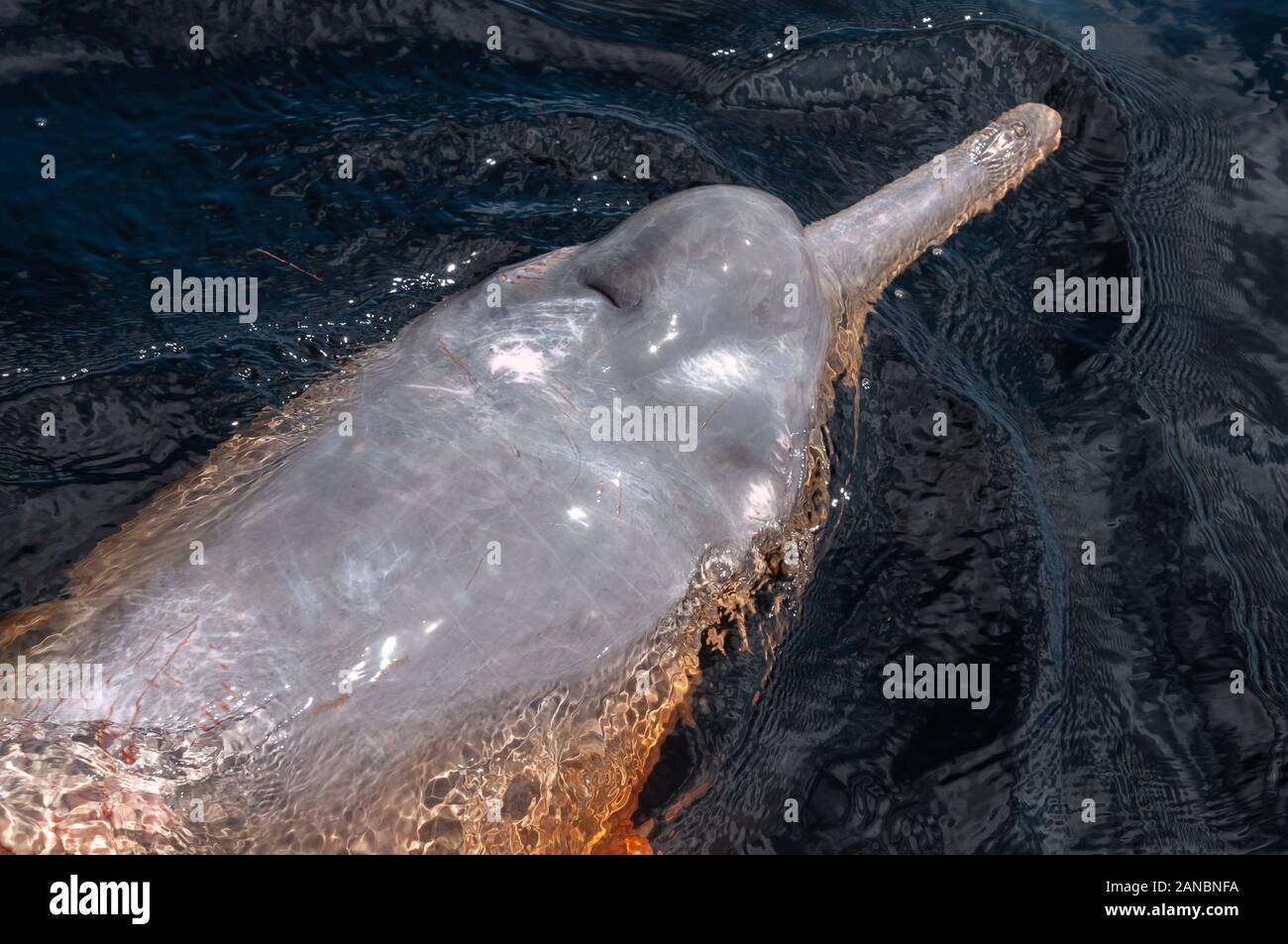 Red Boto or Boto color of Rosa, tourist attraction located in the city ...