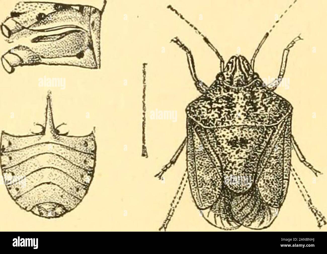 Rhynchota .. . otum arranged in patches, margins and apex ofscutellum ...