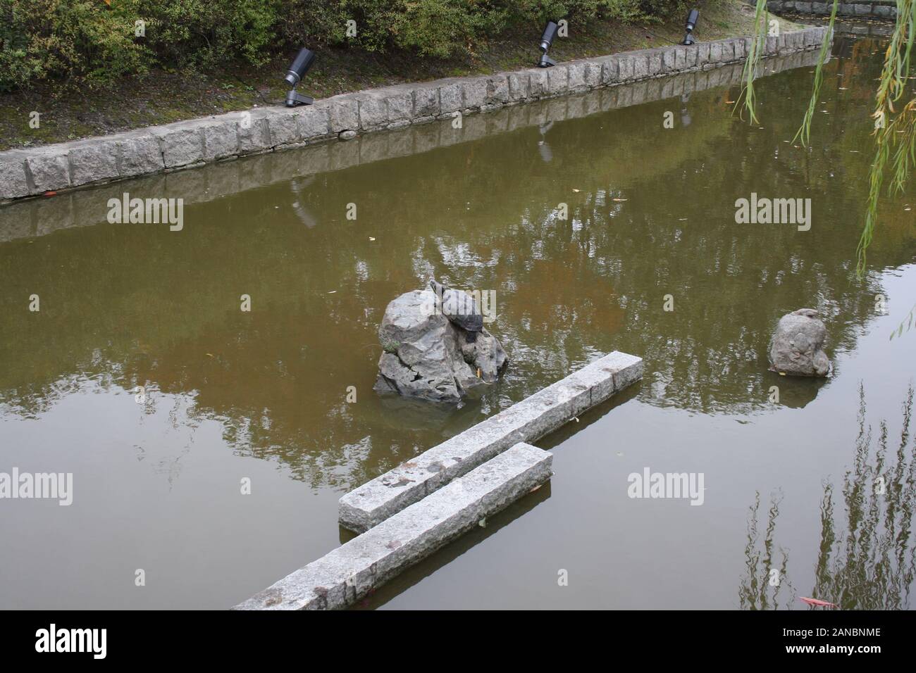 a turtle on a rock in the moat around Toji Temple, Kyoto, Japan Stock ...