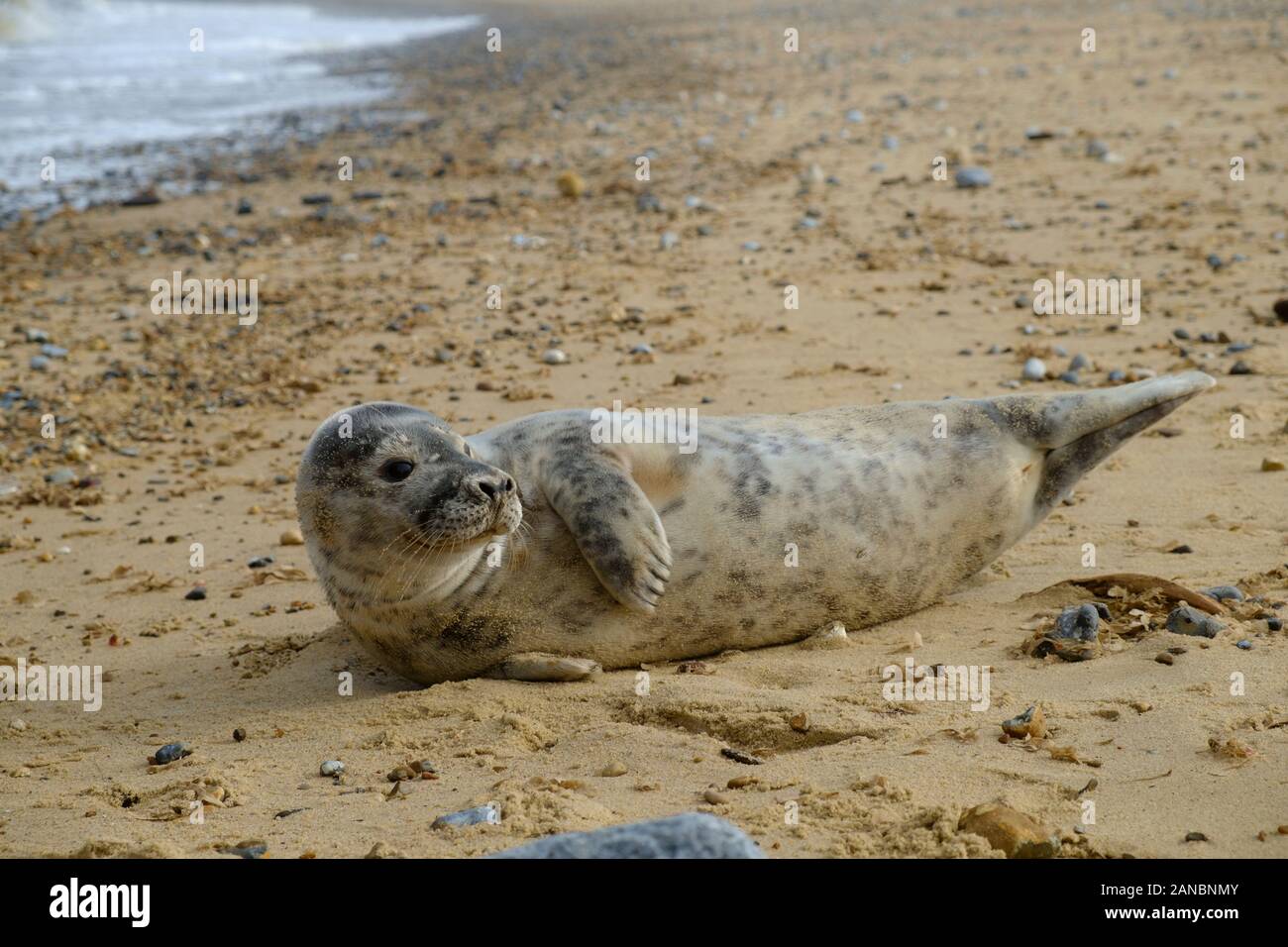 Grey Seals on the beach at Horsey bay, Norfolk Stock Photo - Alamy