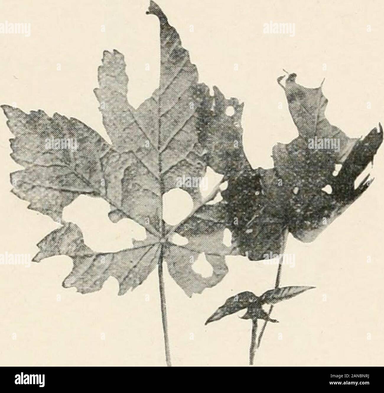 Faint wing bars hi-res stock photography and images - Alamy