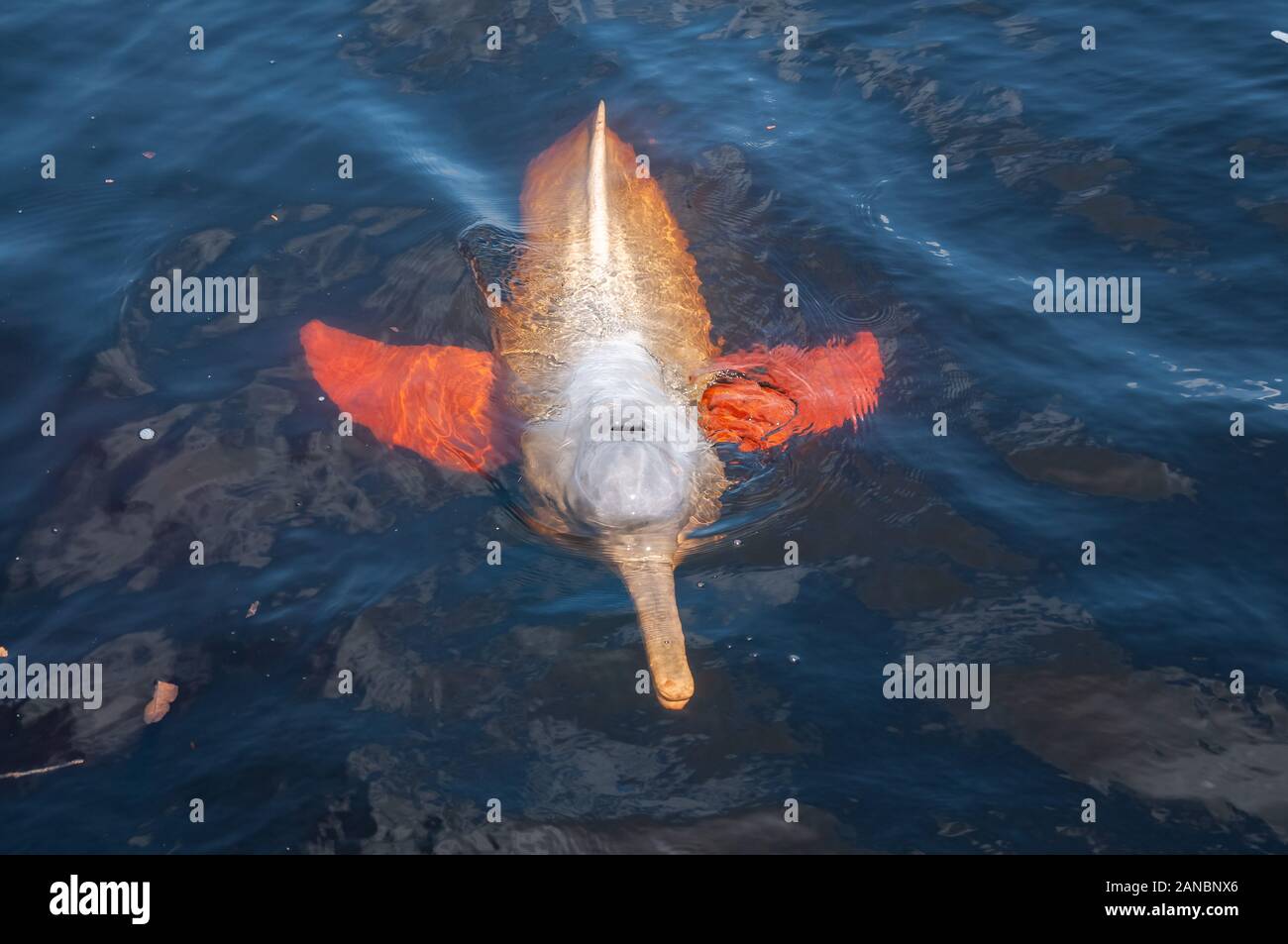 Red Boto or Boto color of Rosa, tourist attraction located in the city ...