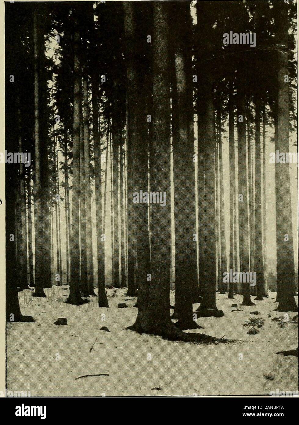 Certain features of German forestry . K Plate 8. A stand of spruce on ...