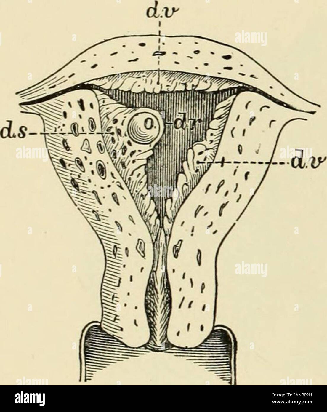 A textbook of obstetrics . s membrane uponwhich the ovule rests ...