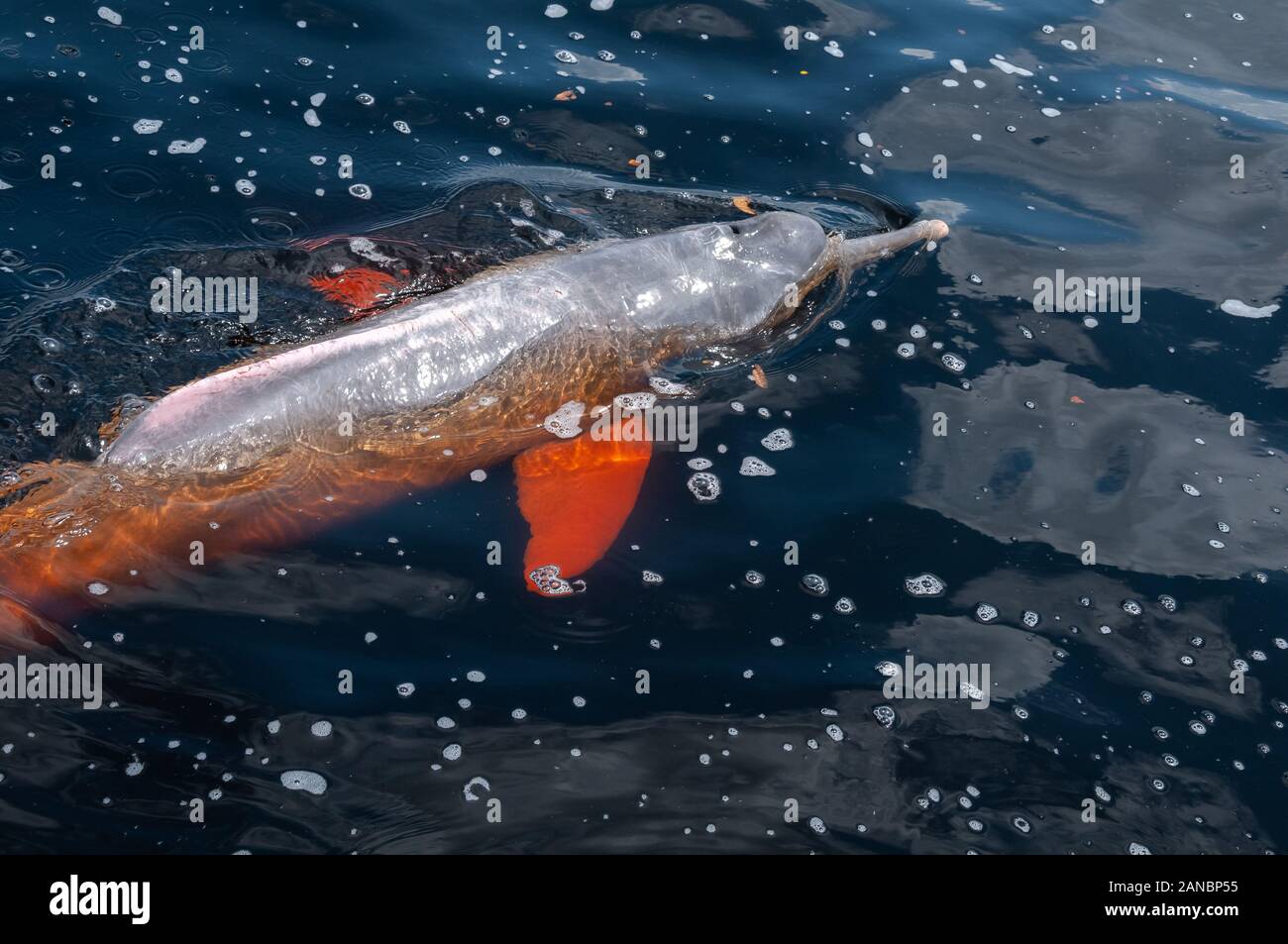 Red Boto or Boto color of Rosa, tourist attraction located in the city ...