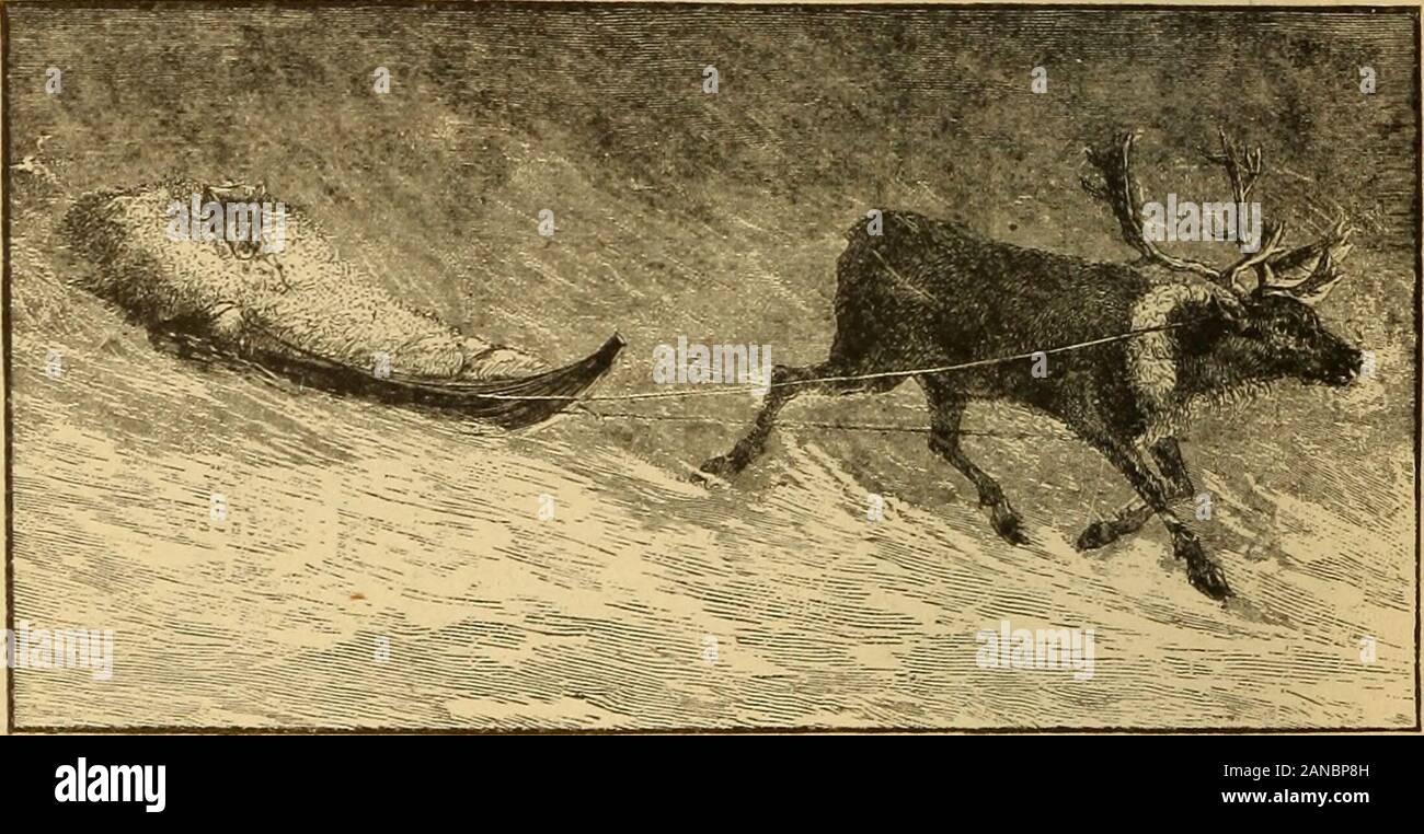 Animal life in the sea and on the land . Fig. 248.—Reindeer Digging in ...