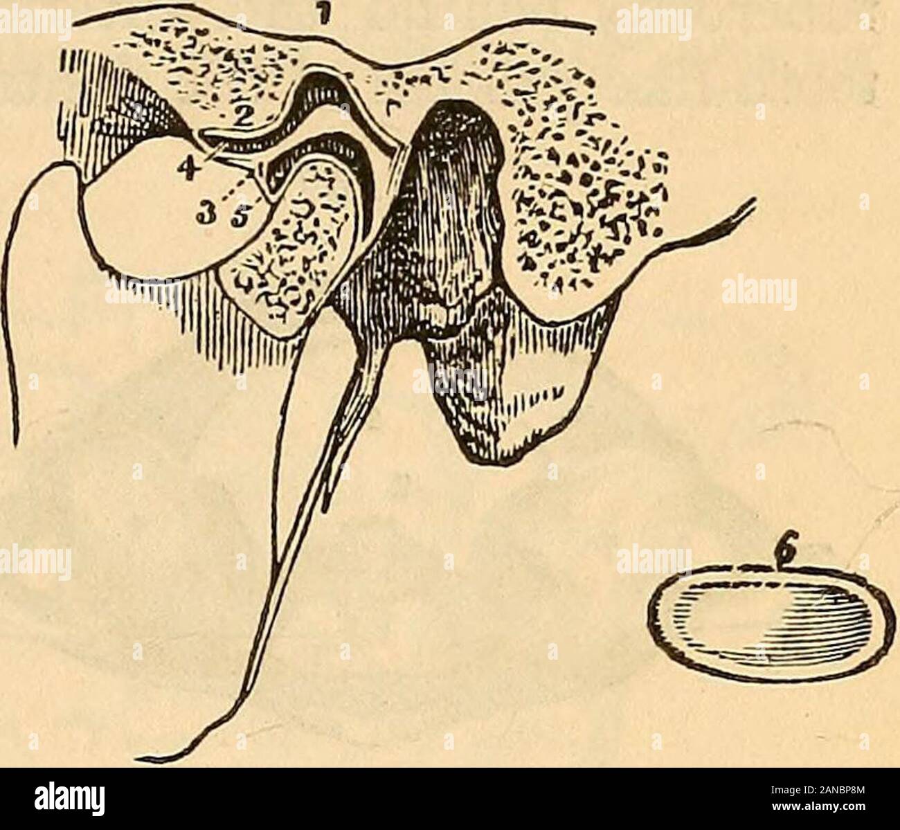 External lateral ligaments hi-res stock photography and images - Alamy