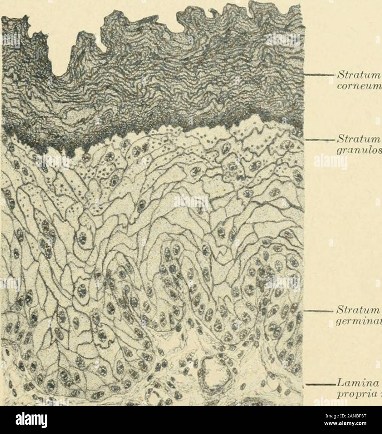 The American journal of anatomy . niuu muscularis S >se a » mucosa) Fig ...
