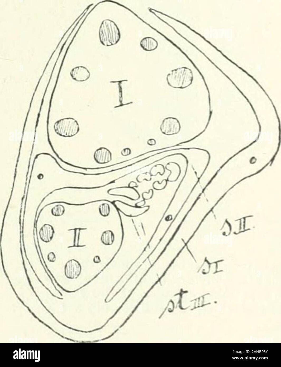 Organography of plants, especially of the archegoniatae and spermaphyta ...