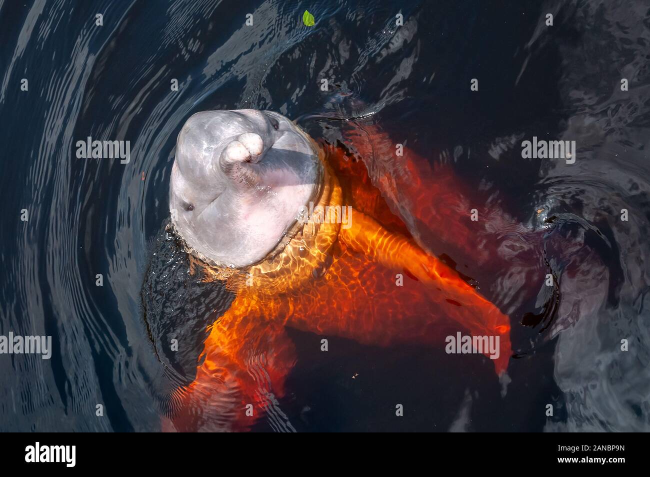 Red Boto or Boto color of Rosa, tourist attraction located in the city ...