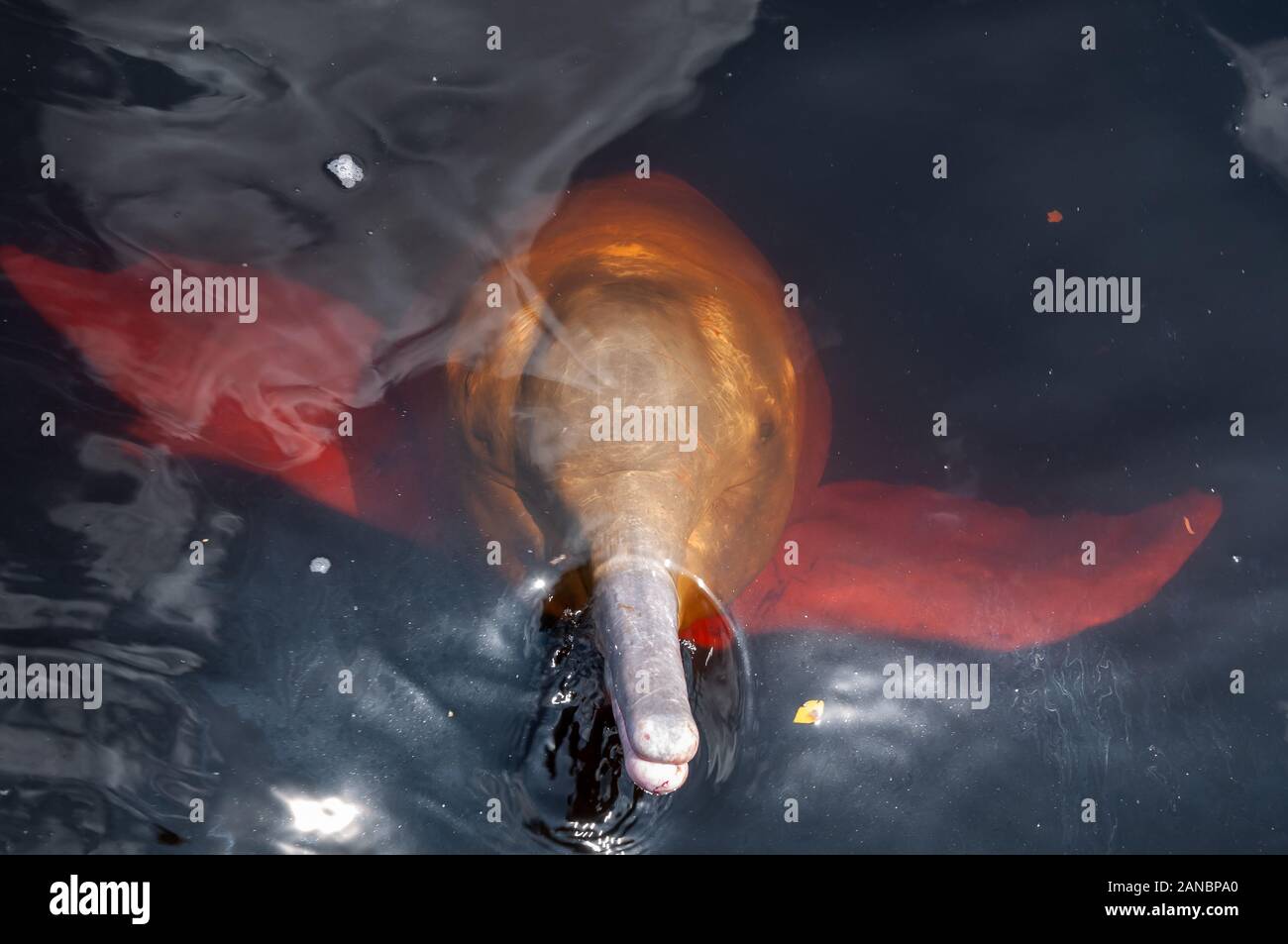 Red Boto or Boto color of Rosa, tourist attraction located in the city ...