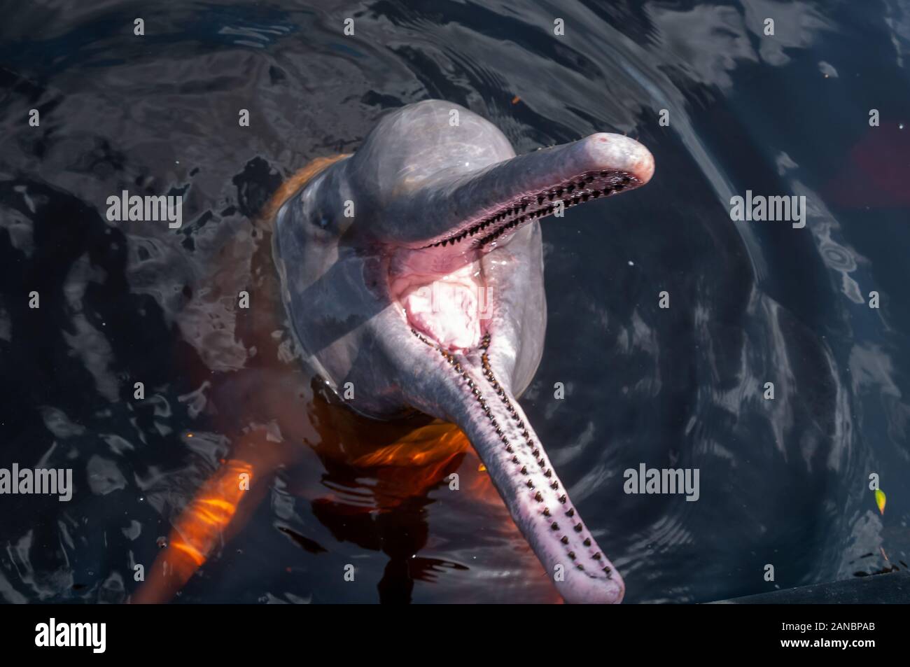 Red Boto or Boto color of Rosa, tourist attraction located in the city ...