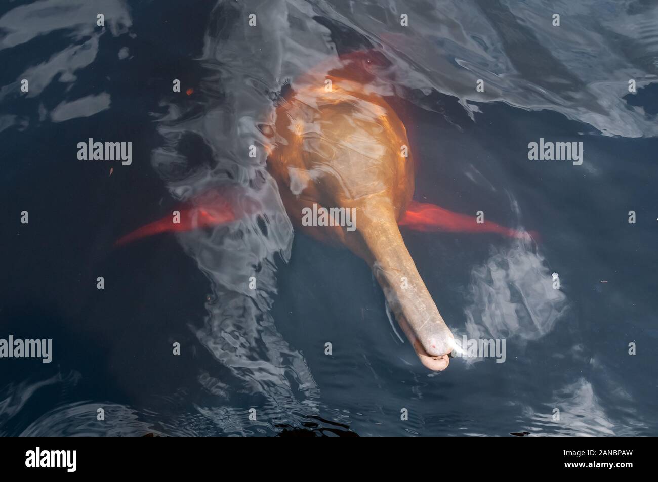 Boto cor de rosa hi-res stock photography and images - Alamy