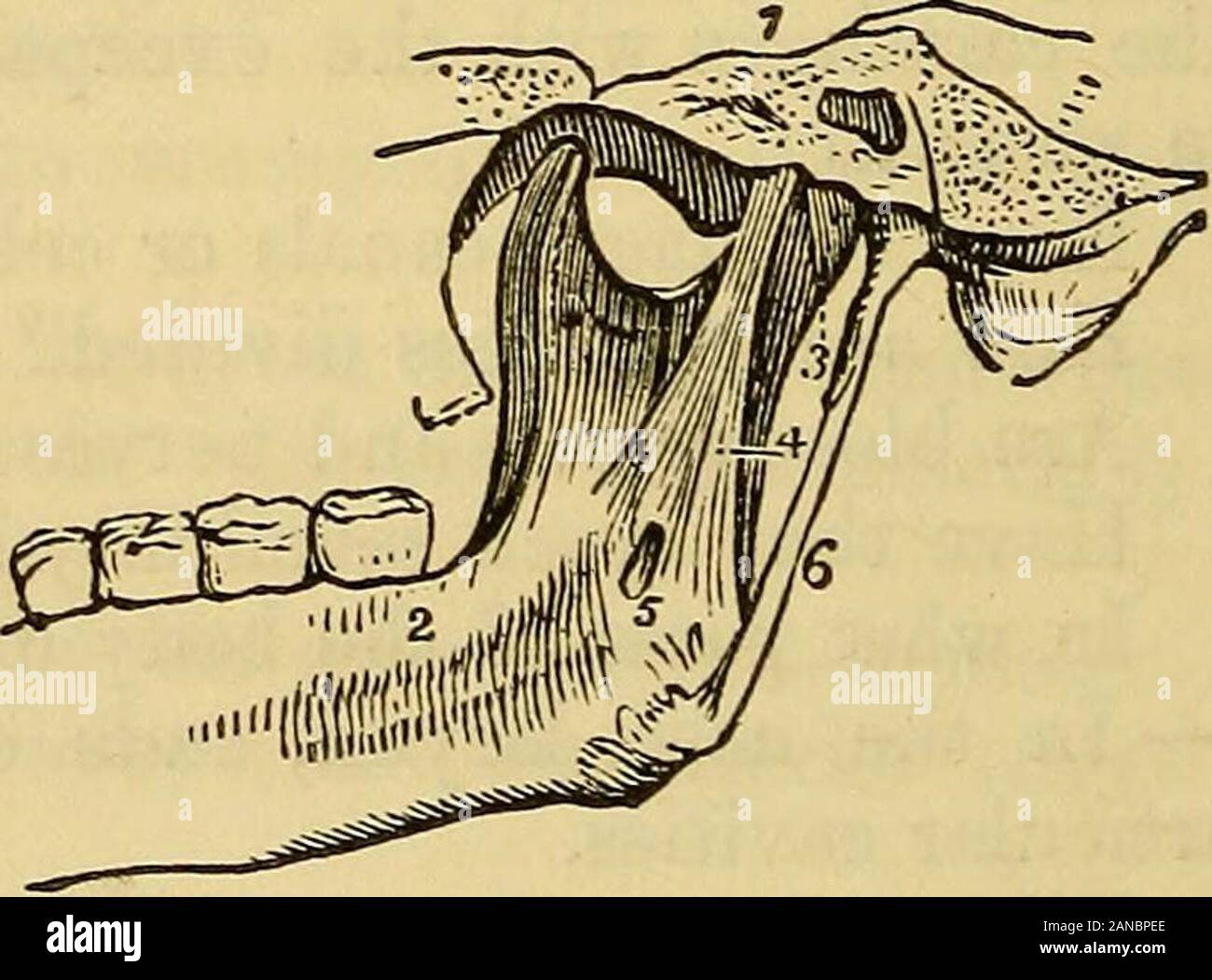 External lateral ligaments hi-res stock photography and images - Alamy