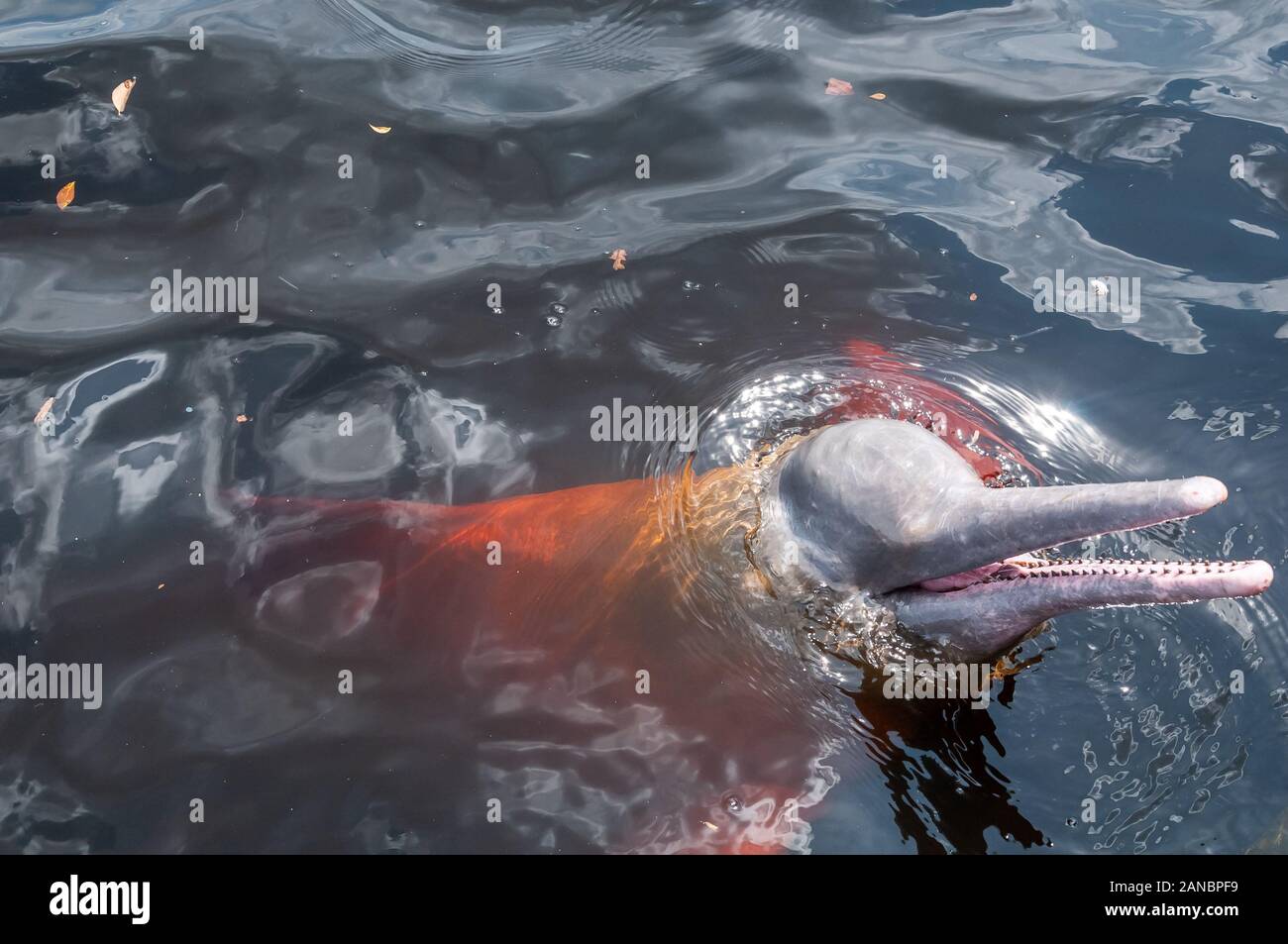 Red Boto or Boto color of Rosa, tourist attraction located in the city ...