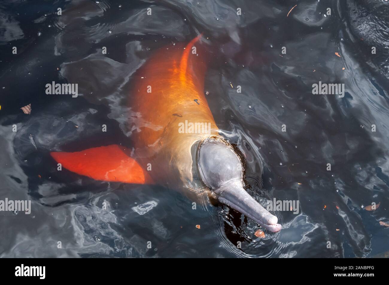 Boto cor de rosa hi-res stock photography and images - Alamy