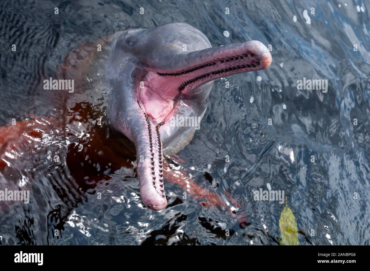 Red Boto or Boto color of Rosa, tourist attraction located in the city ...