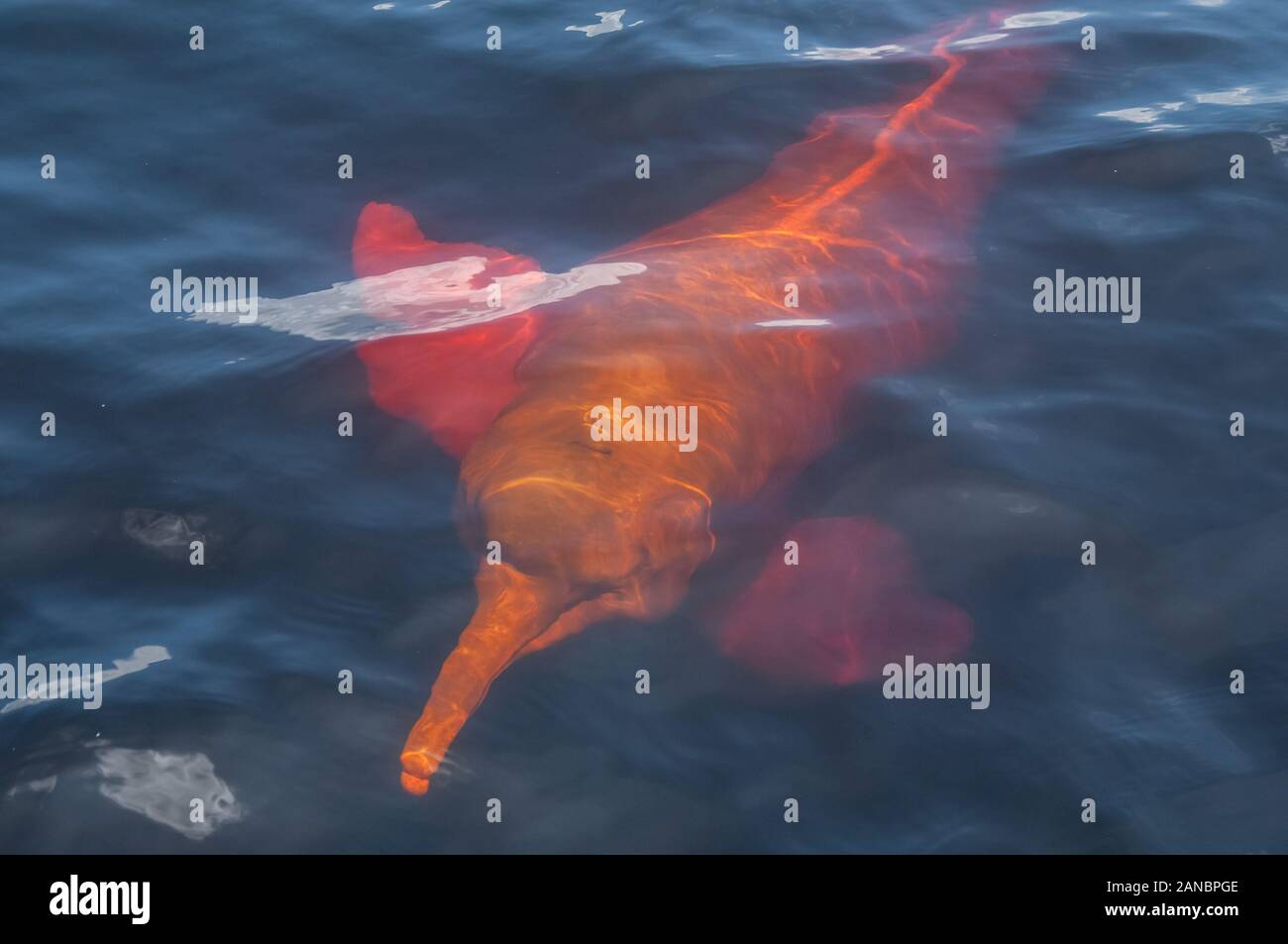 Boto cor de rosa hi-res stock photography and images - Alamy