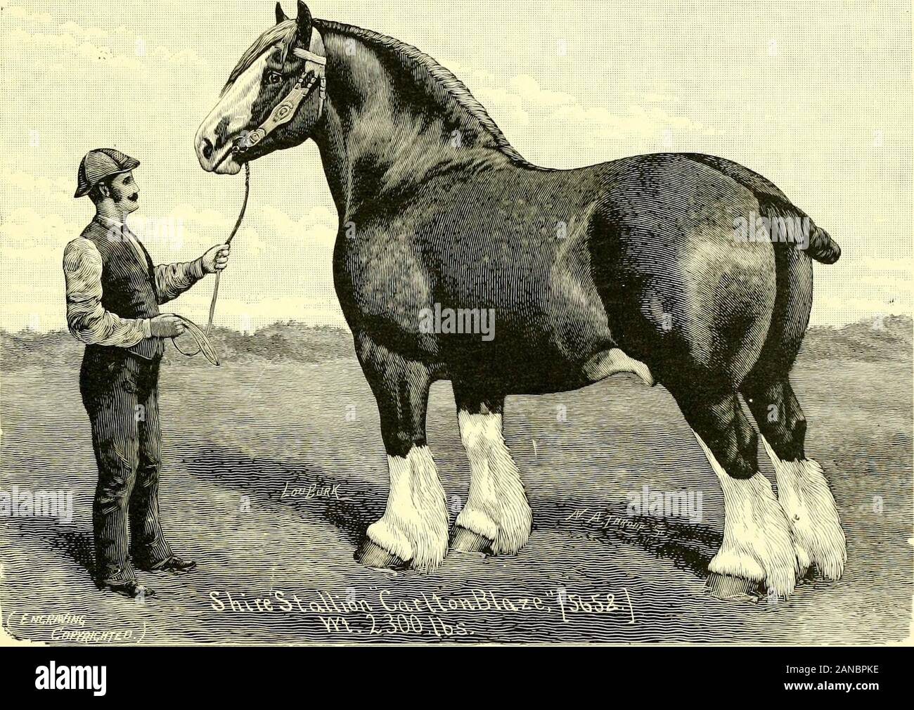 Belgian percheron hi-res stock photography and images - Alamy