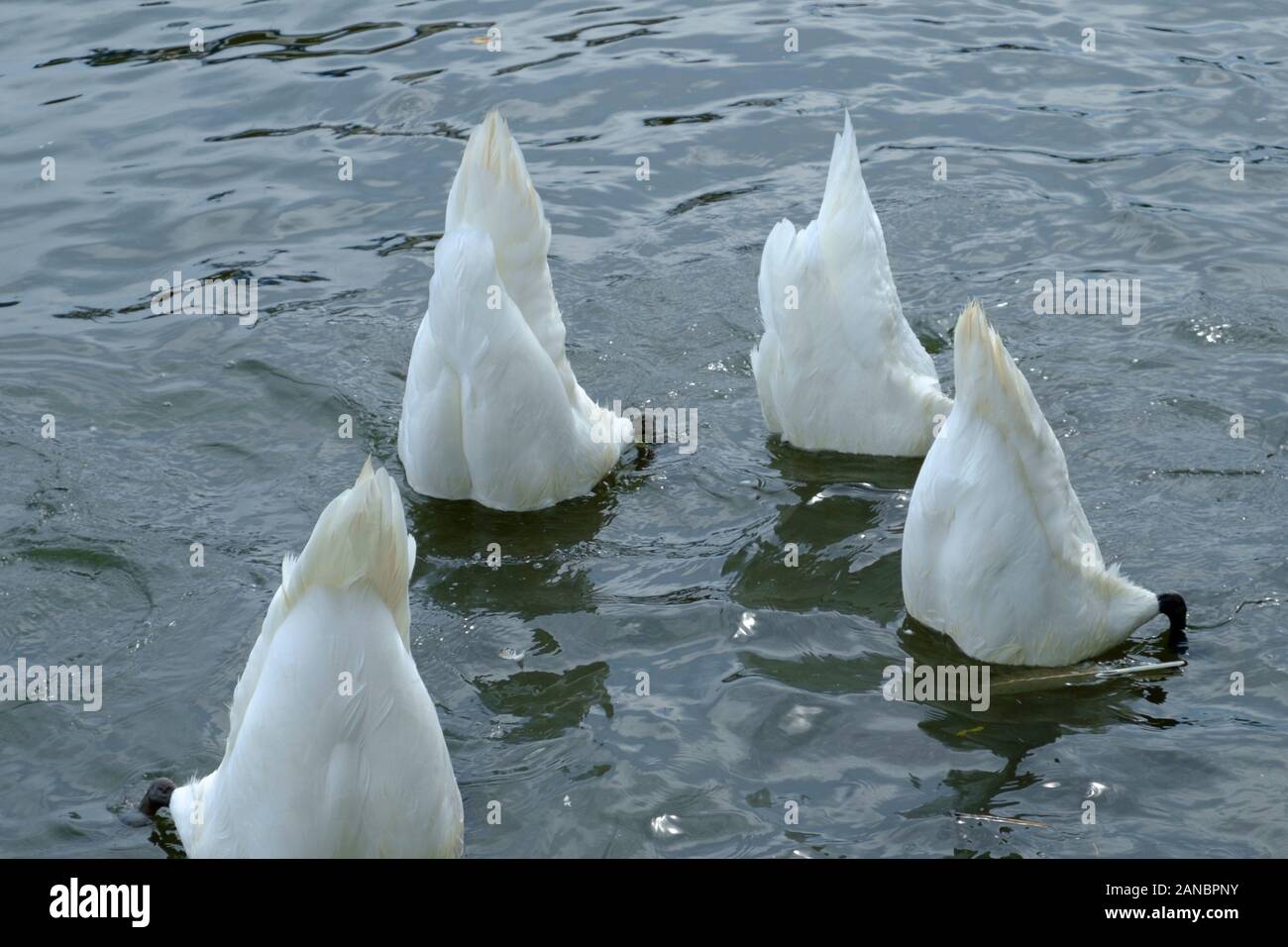 Female bottoms hi-res stock photography and images - Alamy