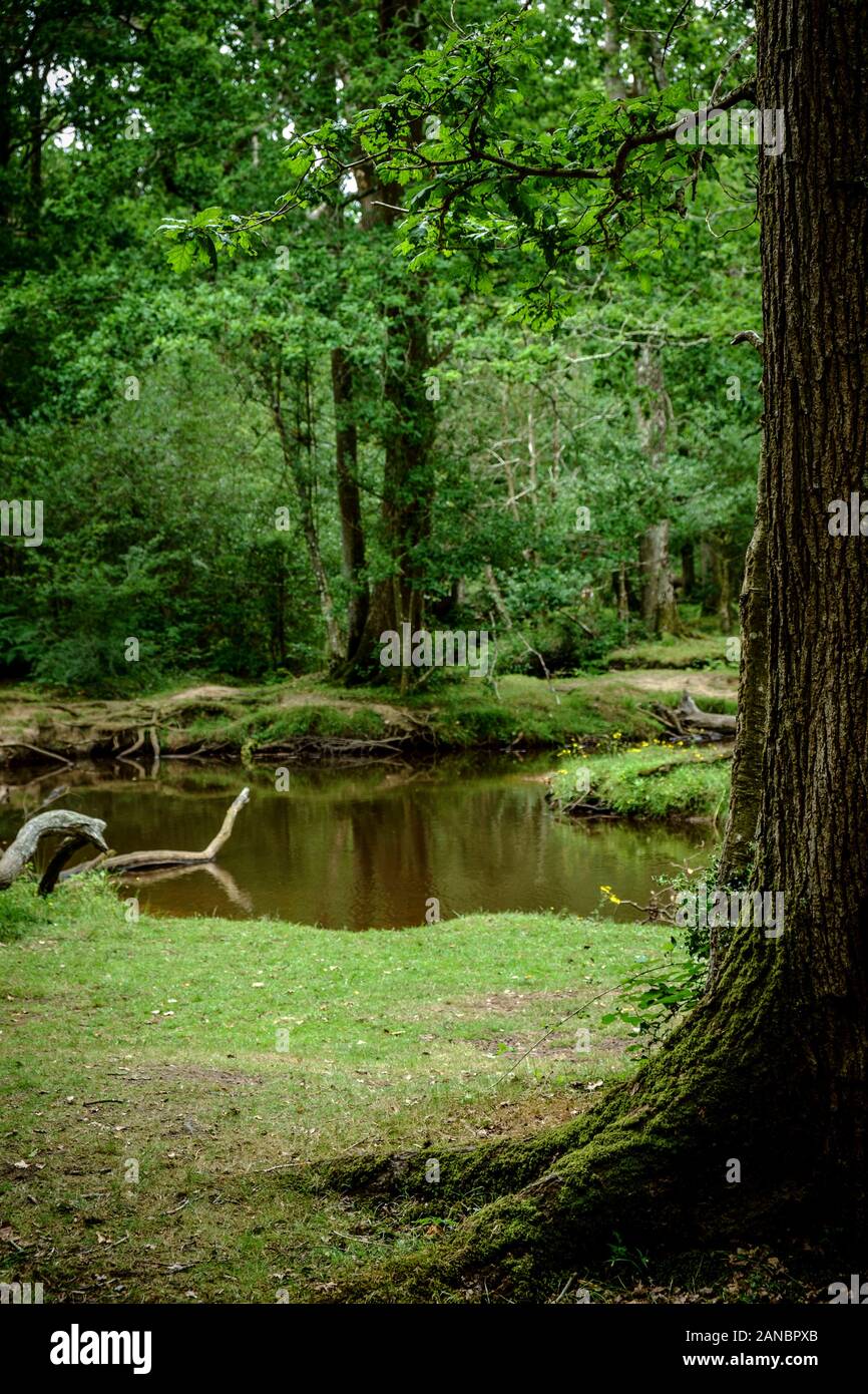 A river running through the New Forest Stock Photo - Alamy