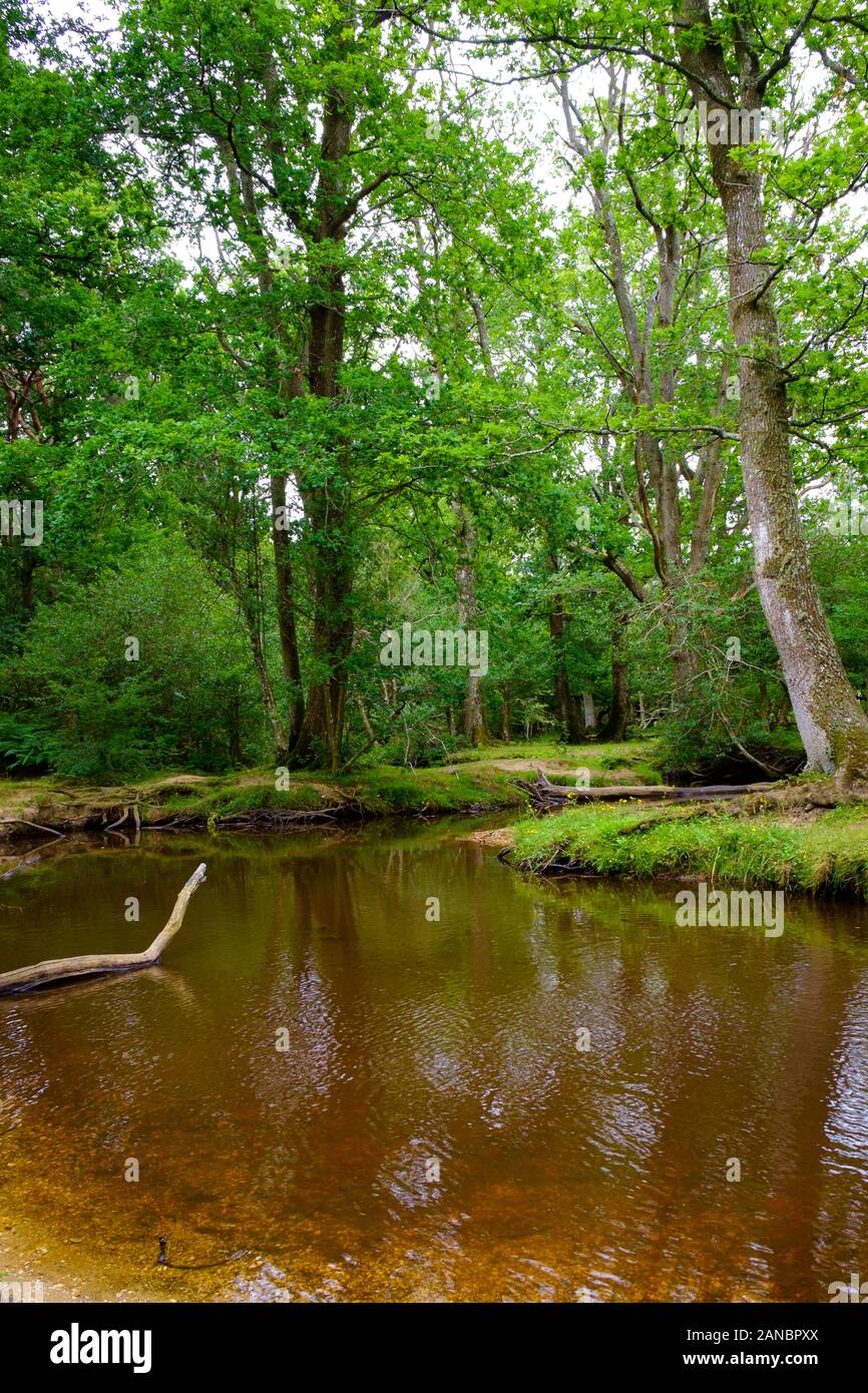 A river running through the New Forest Stock Photo - Alamy