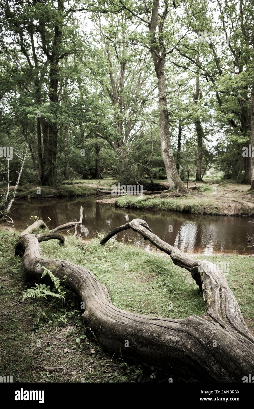 A river running through the New Forest Stock Photo - Alamy