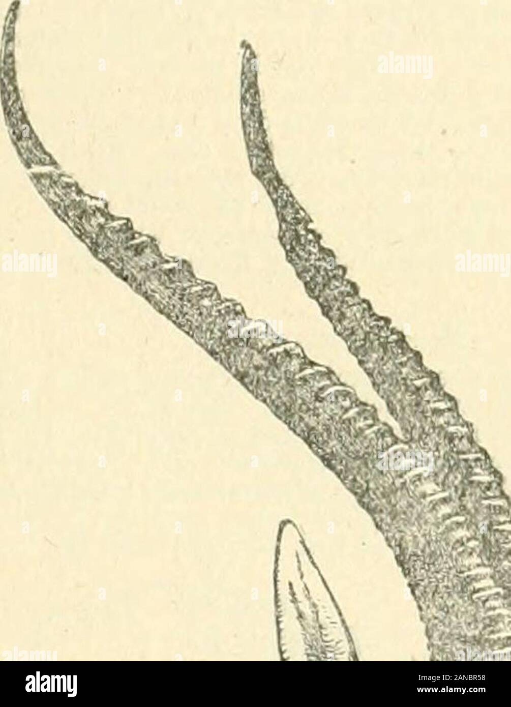 Miocene deer hi-res stock photography and images - Alamy