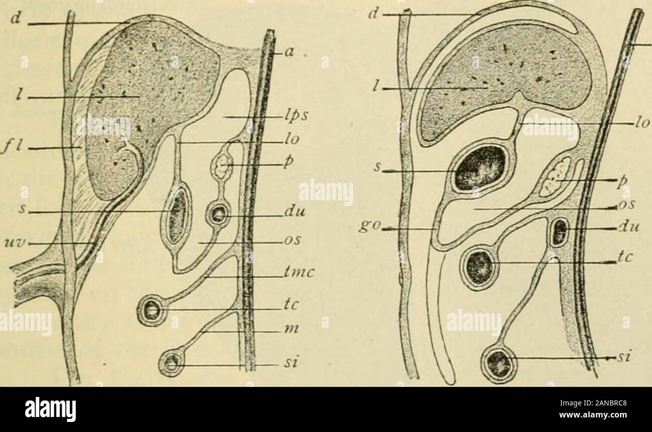 Human anatomy, including structure and development and practical ...