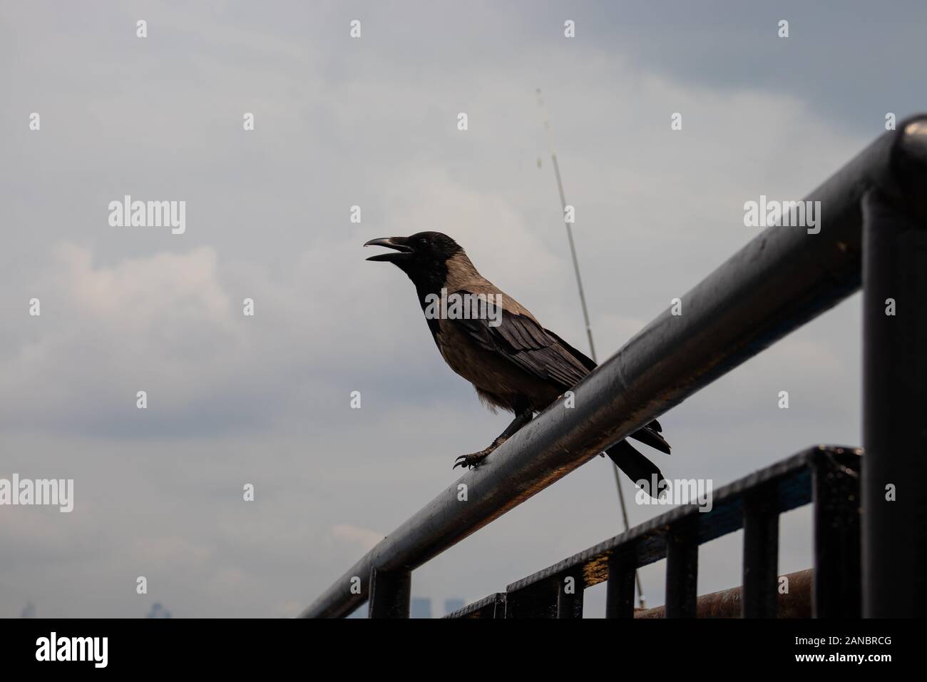 A crow on the railing Stock Photo - Alamy
