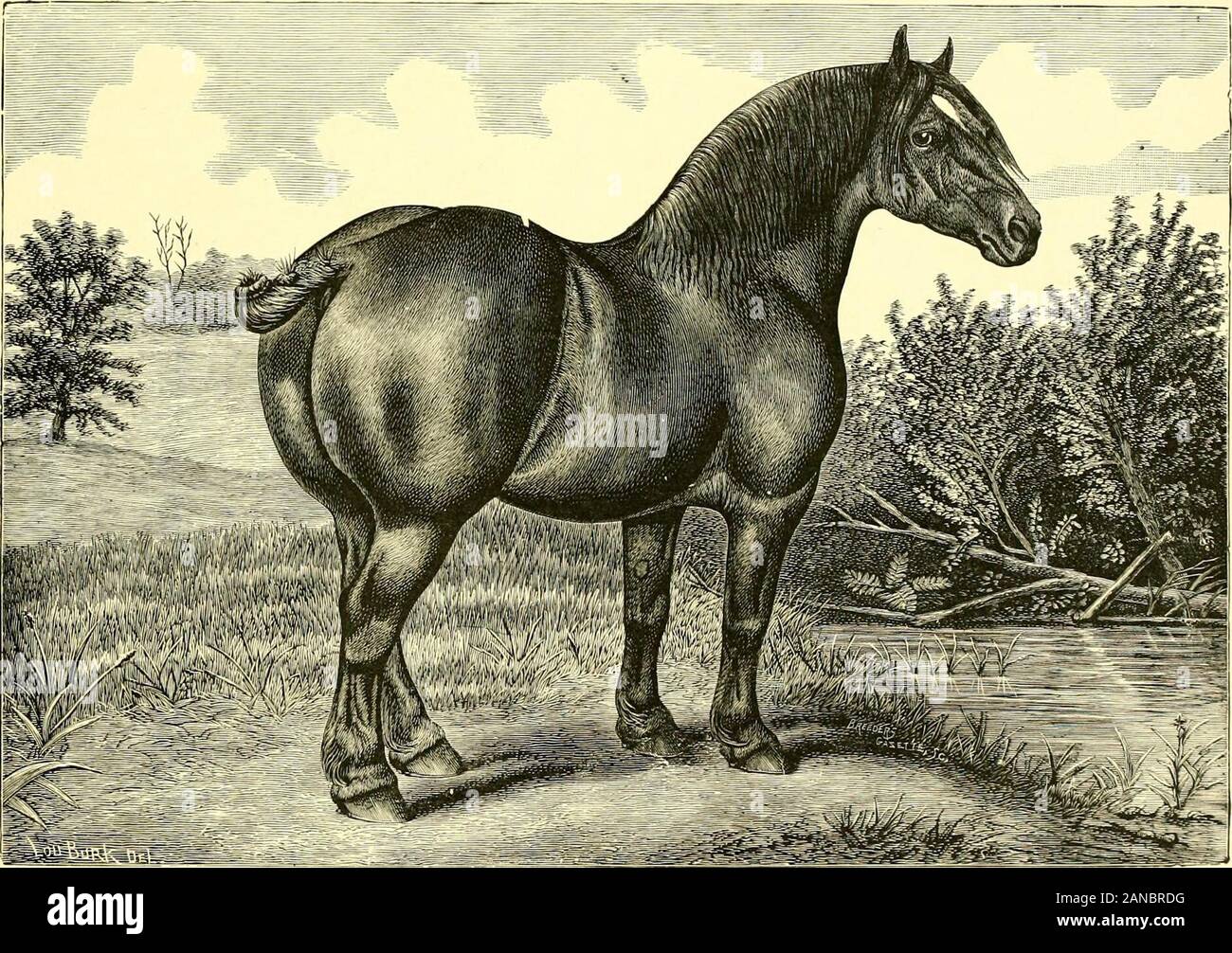 Percheronstallion hi-res stock photography and images - Alamy