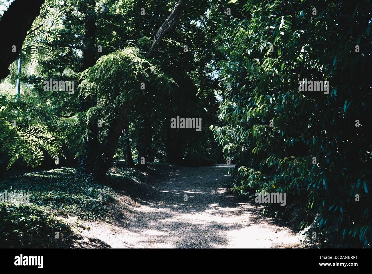 Path in a forest between trees Stock Photo - Alamy